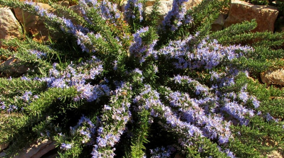 15 Perfect Plants for Hiding Unsightly Areas in the Garden