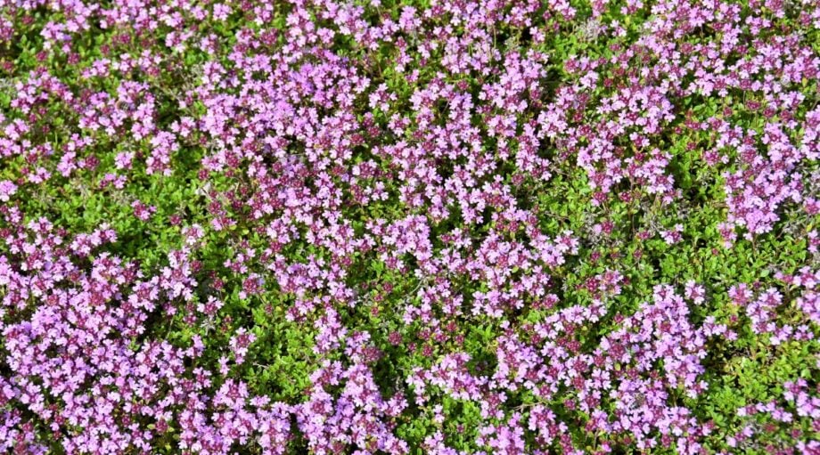 19 Best Trailing Plants for Rock Gardens