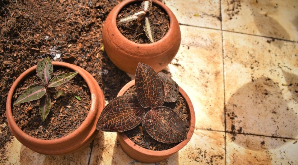 How to Plant, Grow, and Care for Ludisia Orchids