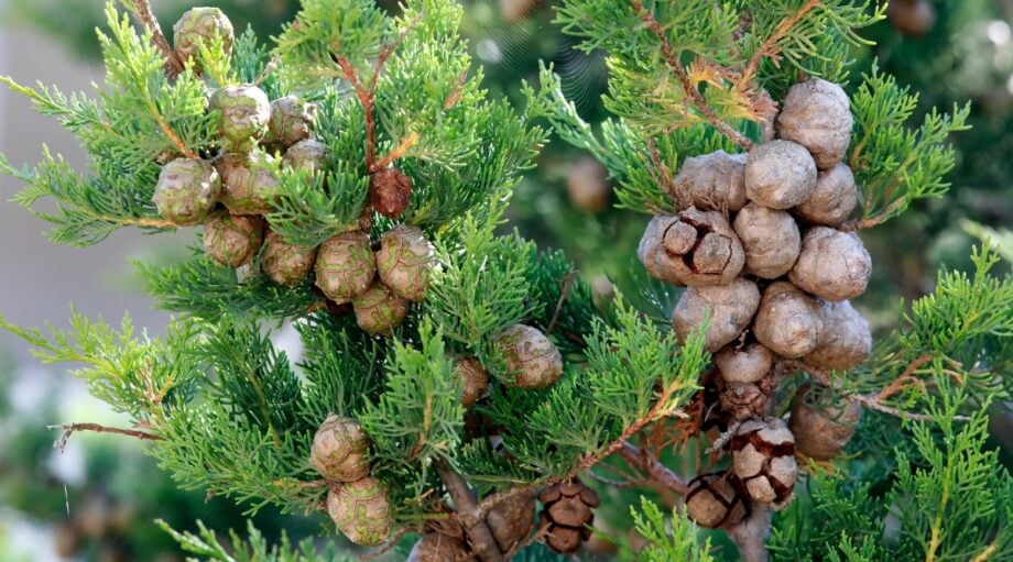 15 Perfect Plants for Hiding Unsightly Areas in the Garden