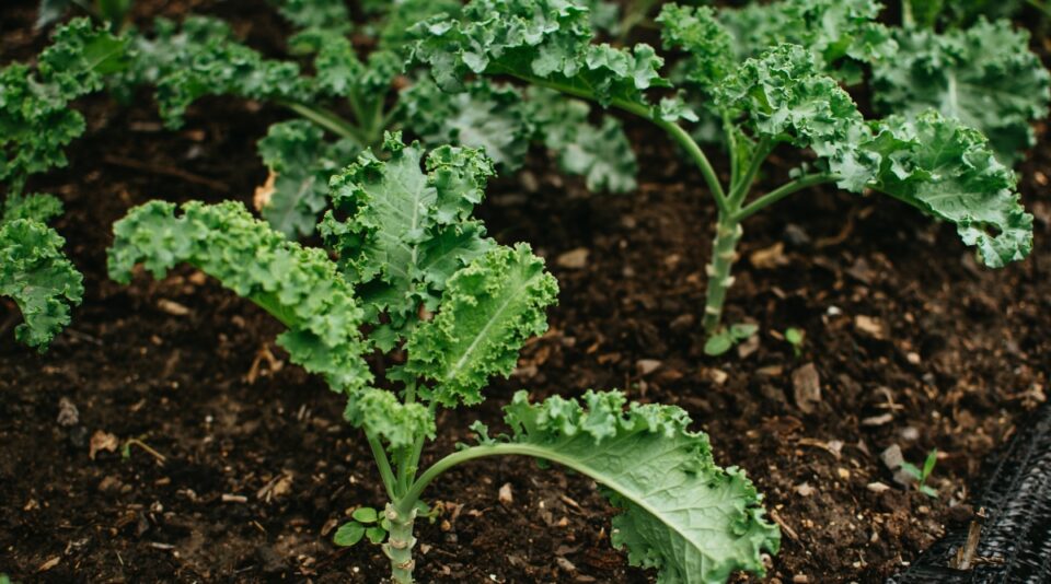 27 Best Seeds to Start Indoors in Early Spring