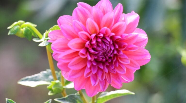 21 Beautiful Summer-Blooming Flowers for Cutting Gardens