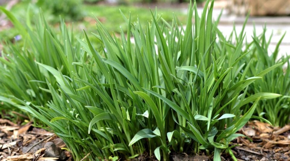 How to Plant, Grow, and Care for Daylilies