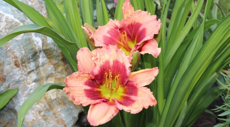 How to Plant, Grow, and Care for Daylilies