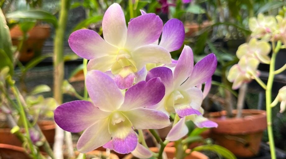A Beginner’s Guide to Orchid Care