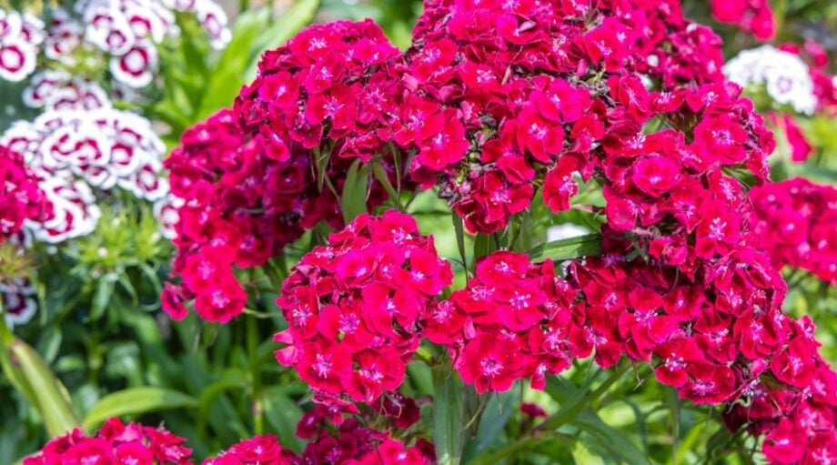 21 Beautiful Summer-Blooming Flowers for Cutting Gardens