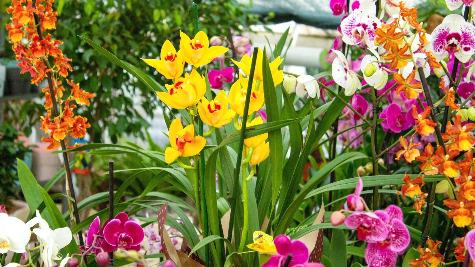 A Beginner’s Guide to Orchid Care