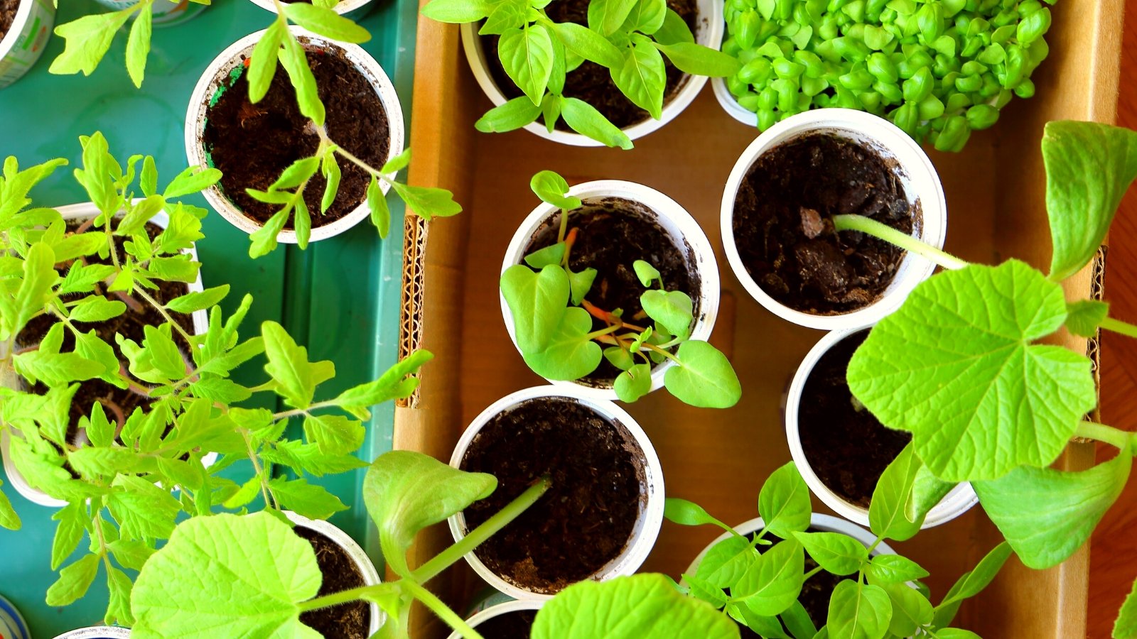 27 Best Seeds to Start Indoors in Early Spring