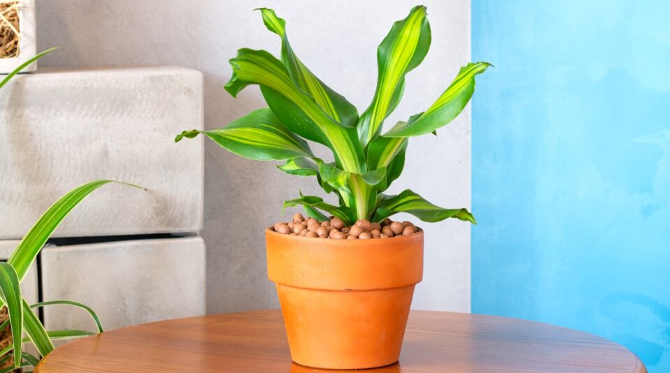 21 Beautiful Trees You Can Grow Indoors in Pots and Containers