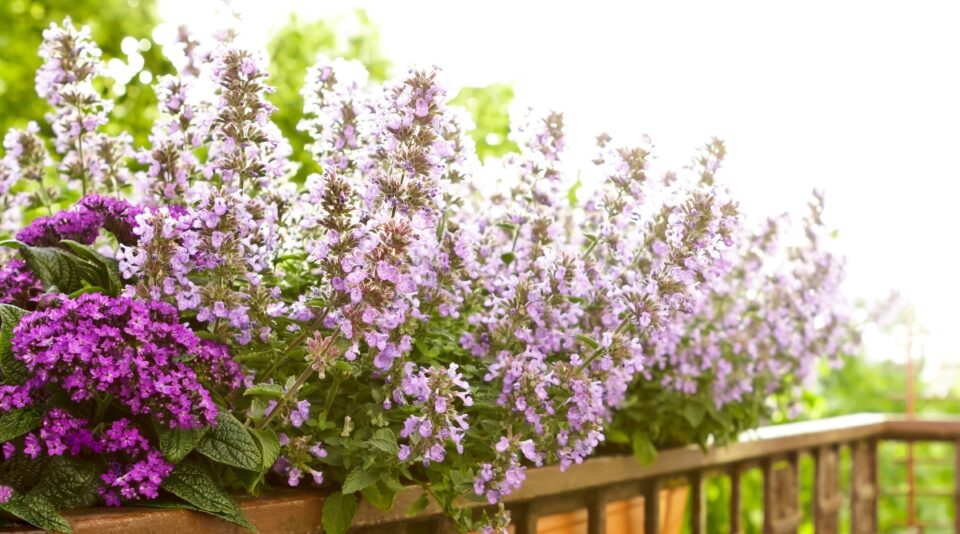 21 Perennial Flowers for Your Balcony Garden