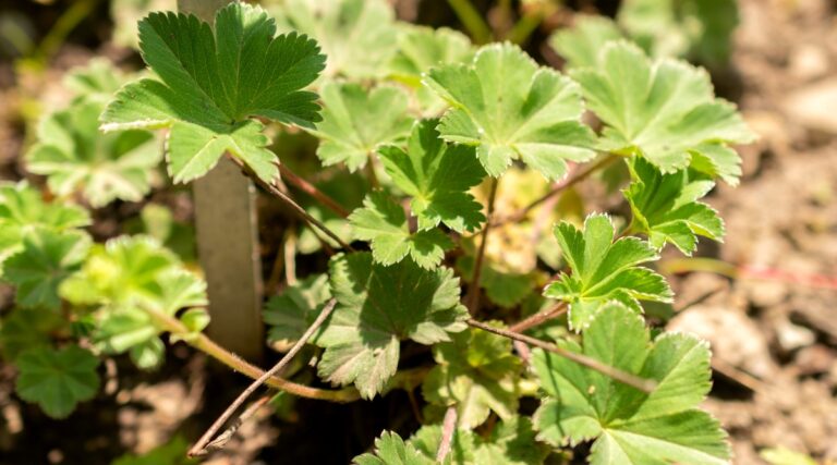 How to Plant, Grow, and Care for Lady's Mantle