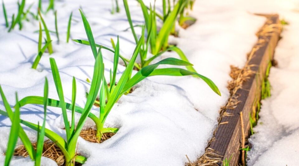 7 Benefits of Snow in the Garden