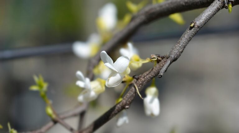 How to Plant, Grow, and Care for Redbud Trees