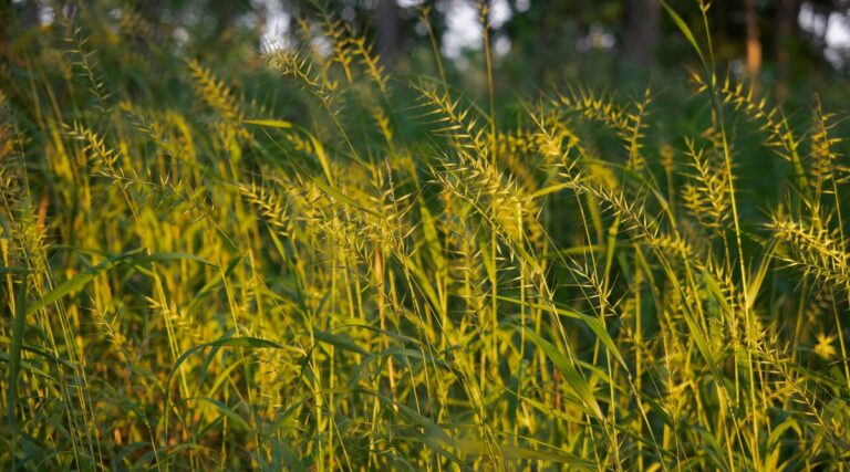 45 Ornamental Grasses Native to the United States