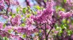 How to Plant, Grow, and Care for Redbud Trees