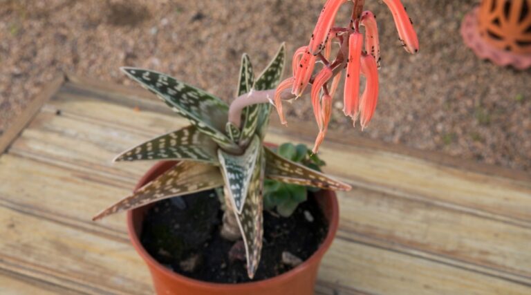 How to Plant, Grow, and Care for Variegated Tiger Aloe
