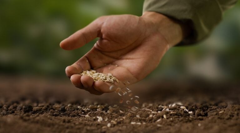 31 Best Flowers for Winter Sowing