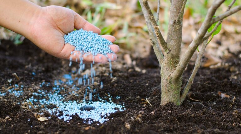 How To Plant, Grow, and Care for Service Berry Trees