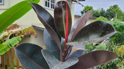 21 Moody Houseplants for an Indoor Goth Garden