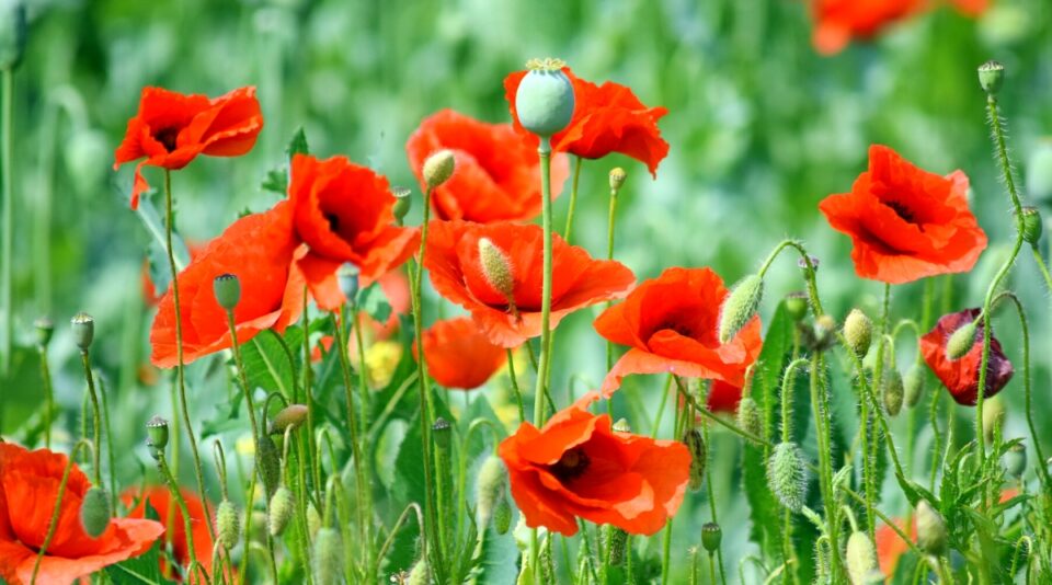 How to Plant, Grow, and Care for Breadseed Poppies