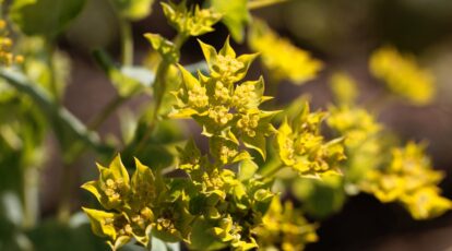 31 Best Flowers for Winter Sowing
