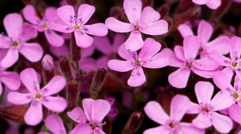19 Best Trailing Plants for Rock Gardens