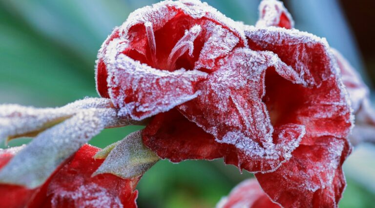 How to Grow, Plant, and Care For Gladiolus