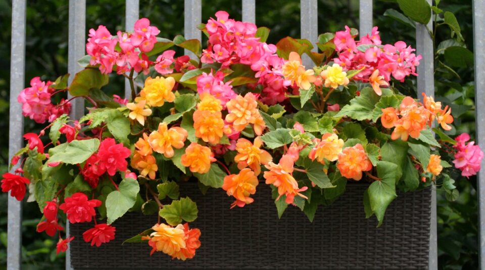 15 Pretty Pink Houseplants for Your Indoor Garden