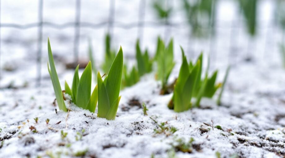 7 Benefits of Snow in the Garden