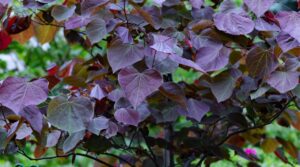 How to Plant, Grow, and Care for Redbud Trees