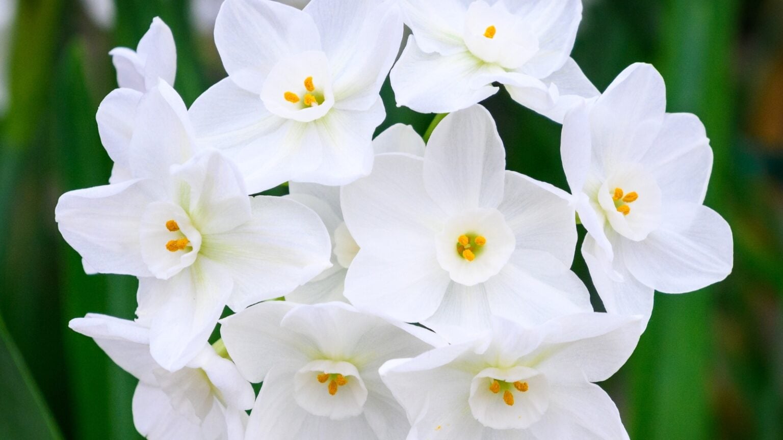 What to Do With Paperwhites When They've Finished Blooming