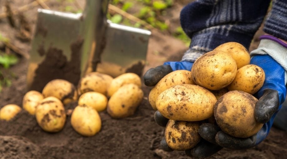 How to Grow Potatoes in a Grow Bag