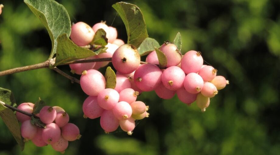 How to Plant, Grow, and Care for Coralberry Shrubs