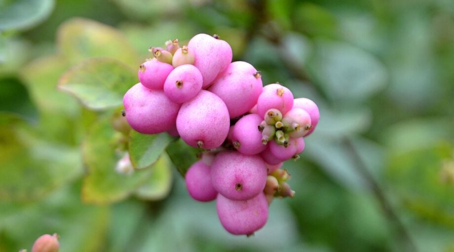 How to Plant, Grow, and Care for Coralberry Shrubs