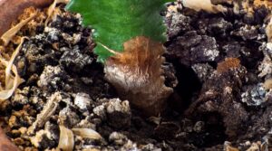5 Christmas Cactus Diseases: How to Identify, Prevent, and Treat