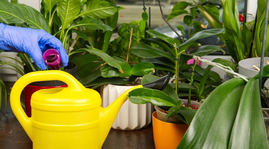 A Beginner’s Guide to Orchid Care
