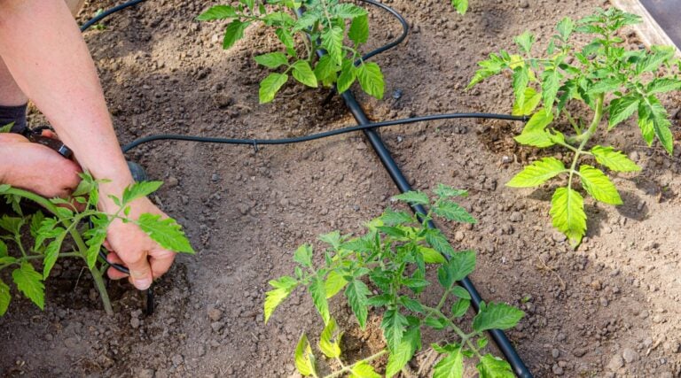 How Often and How Long Should I Run Drip Irrigation?
