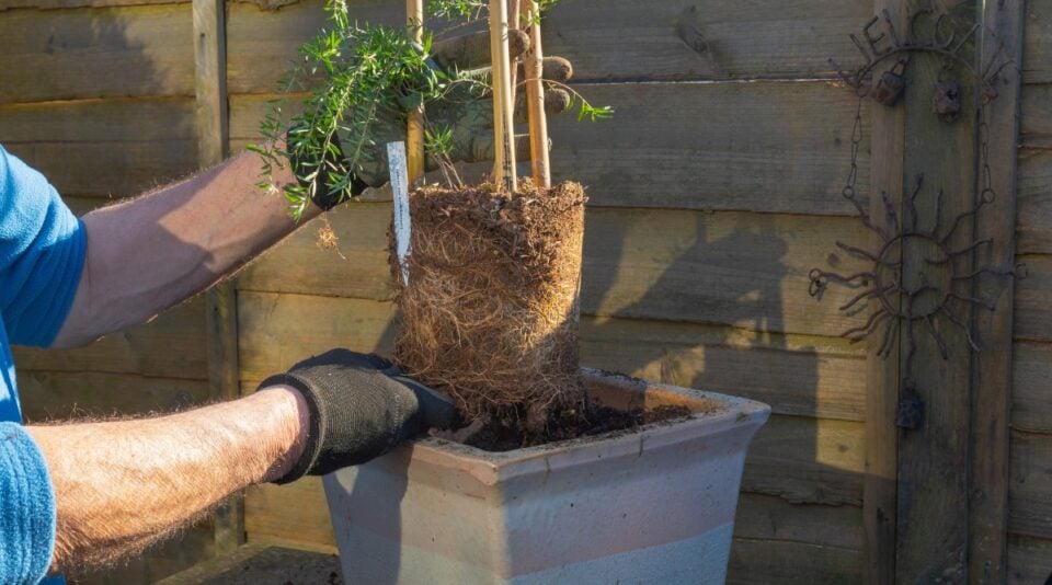 How to Plant Trees in Pots or Containers: 13 Pro Tips