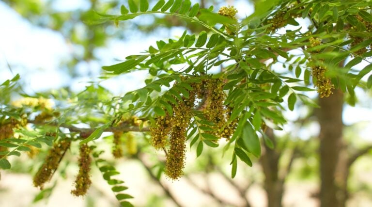 13 Best Fire-Resistant Trees for a Defensible Landscape