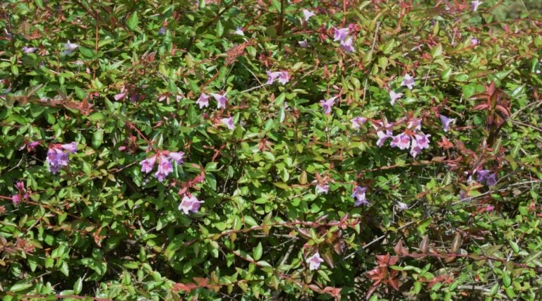 42 Hardwood Plants to Propagate in Winter