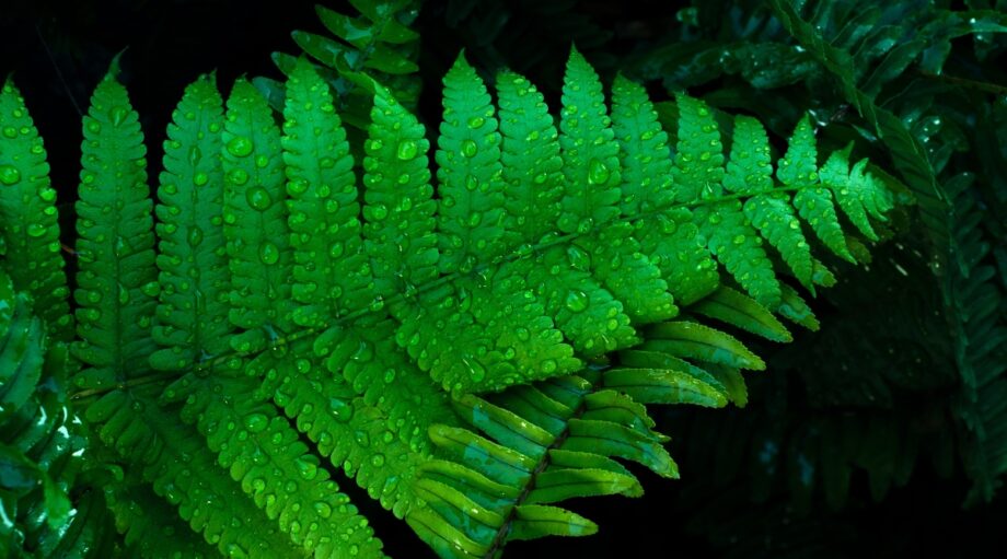 How to Plant, Grow, and Care for Christmas Ferns