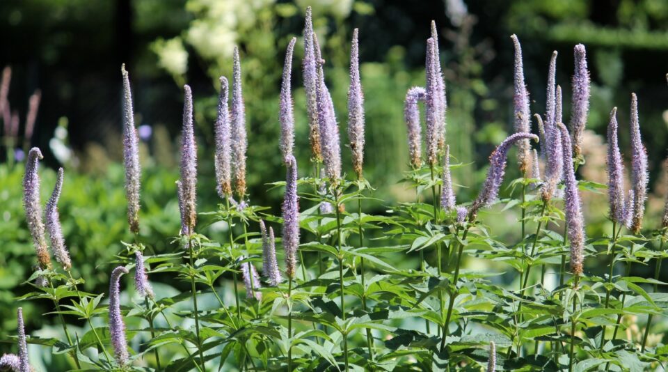 How to Plant, Grow, and Care For Culver's Root
