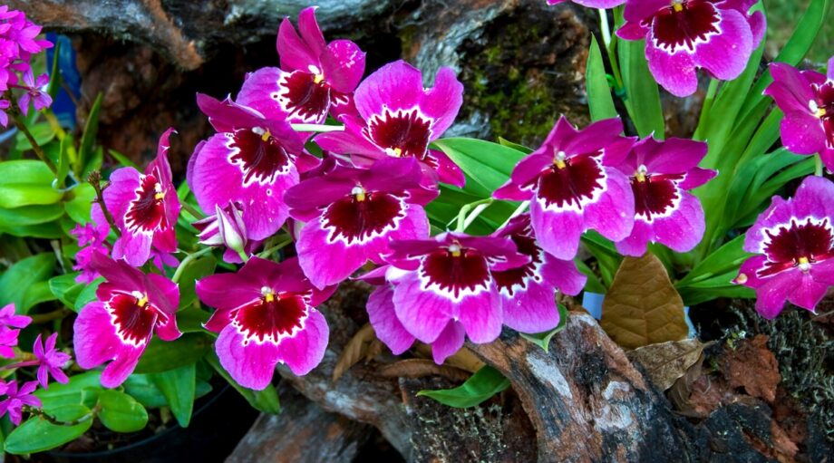 How to Plant, Grow, and Care for Miltonia Orchids – Nature's Gateway