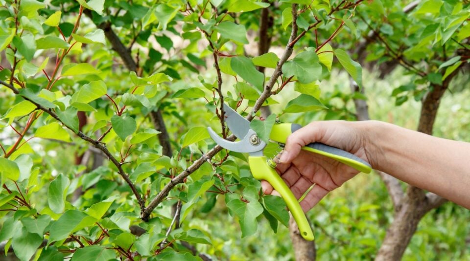 How to Plant, Grow, and Care for Coralberry Shrubs