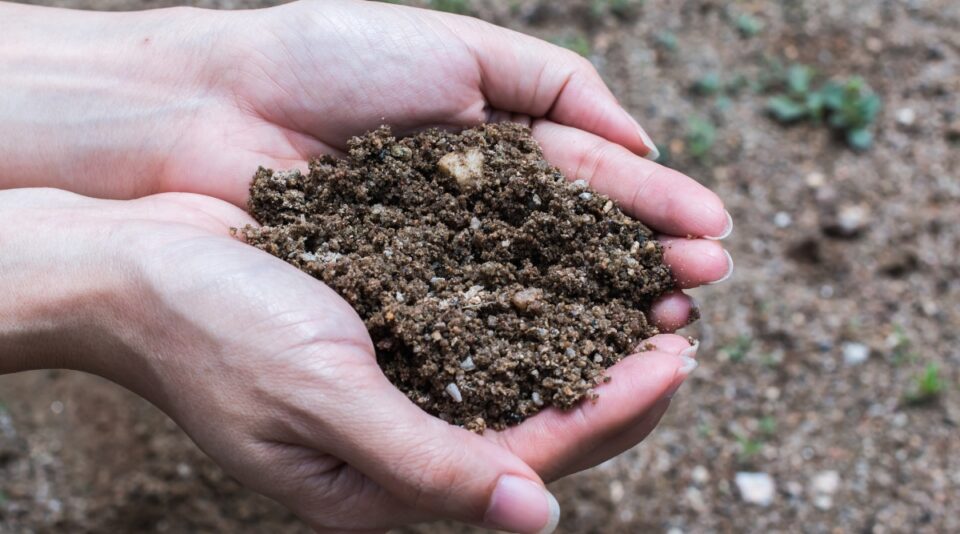 How to Plant, Grow, and Care For Culver's Root