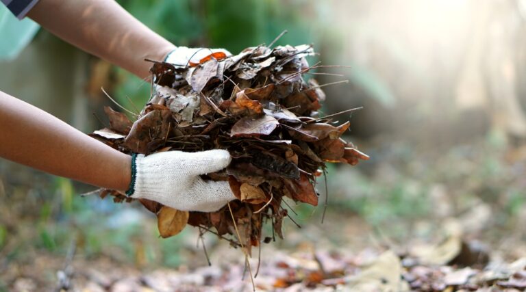 Can You Use Fall Leaves to Fill Raised Beds?
