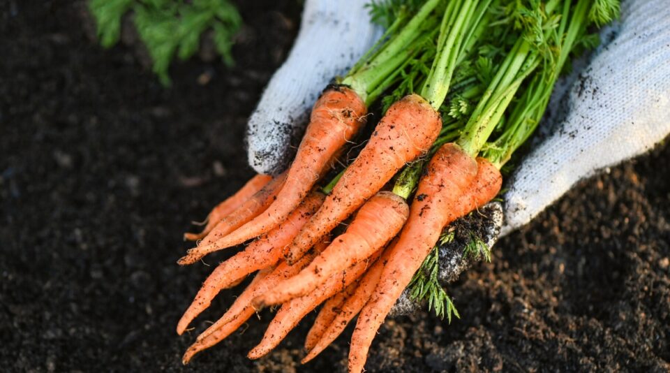 What is the Persephone Period? What it Means for Winter Growing