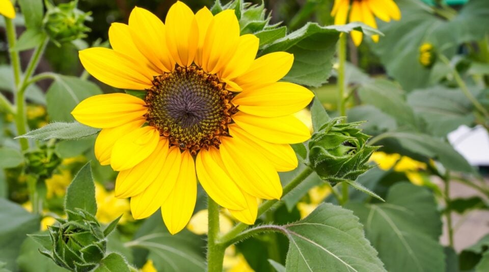 21 Beautiful Summer-Blooming Flowers for Cutting Gardens