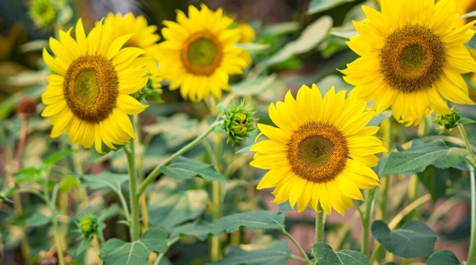 15 Longest-Lasting Cut Flowers for Bouquets and Arrangements