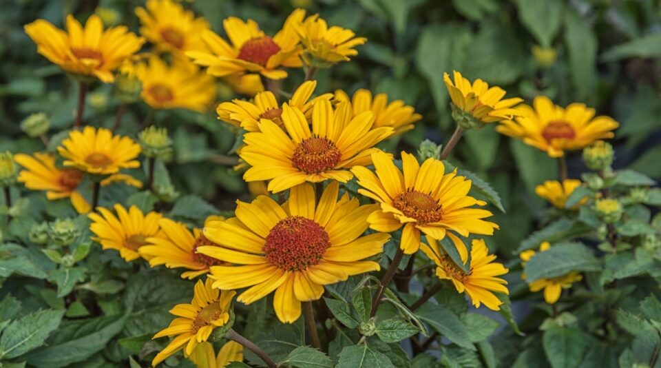 21 Best Perennials for Pots and Containers